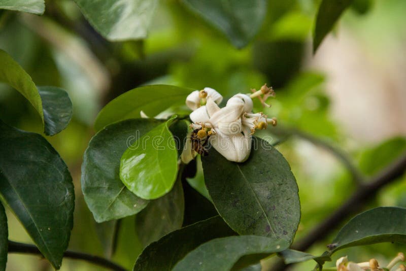 Blooming White Flower on a Grapefruit Tree Citrus X Paradisi Stock ...