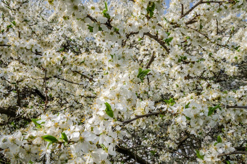 Blooming White Flowers in Early Spring Apple Tree in the Garden in the ...