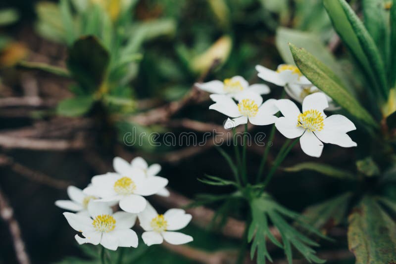 Blooming White Flowers in the Forest Tropical Foliage Nature Background ...