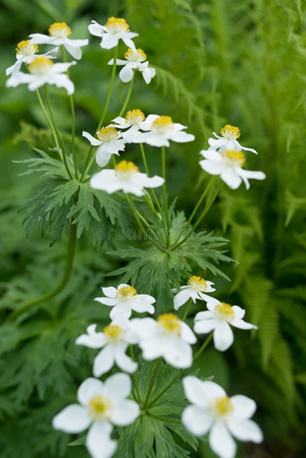 Blooming White Flowers in the Forest Tropical Foliage Nature Background ...