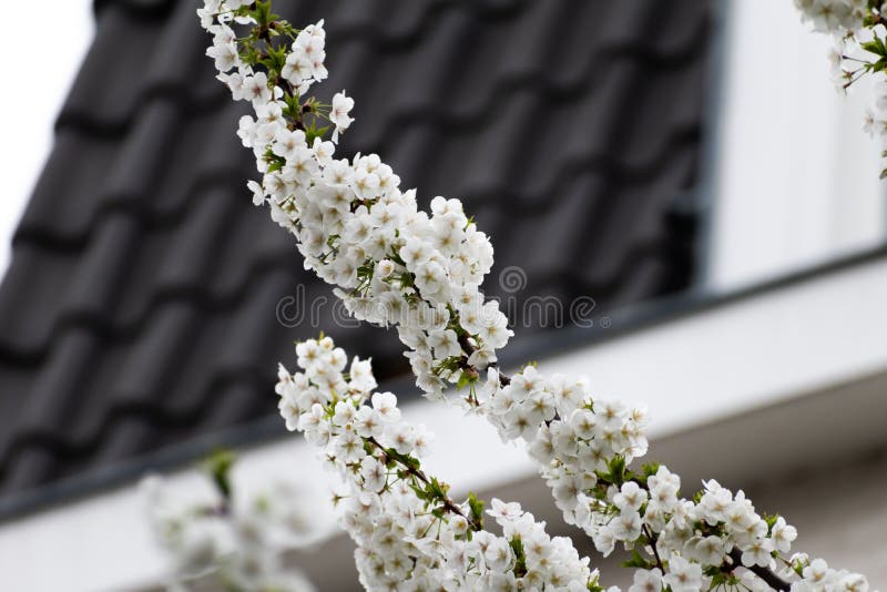Blooming White Flowers in Spring Stock Image - Image of environment ...