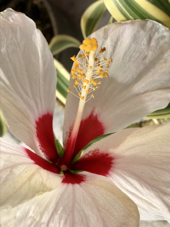 Blooming White Hibiscus Flower Growing in a Garden Stock Photo - Image ...