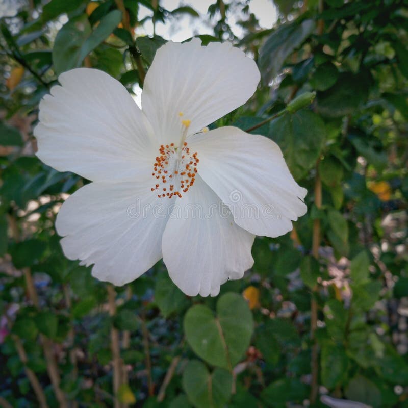 Blooming White Hibiscus Flowers Look Beautiful Every Day Stock Image ...
