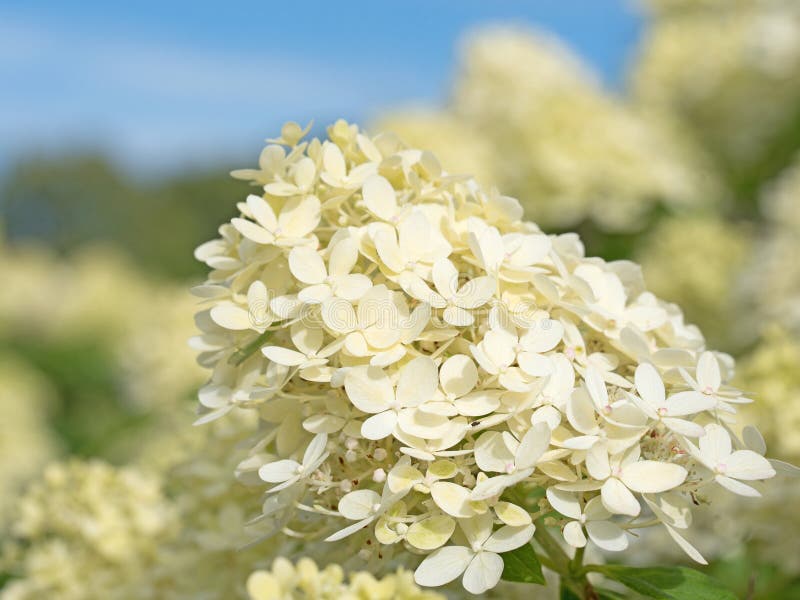 Blooming White Hydrangea in a Close Up Stock Photo - Image of botany ...