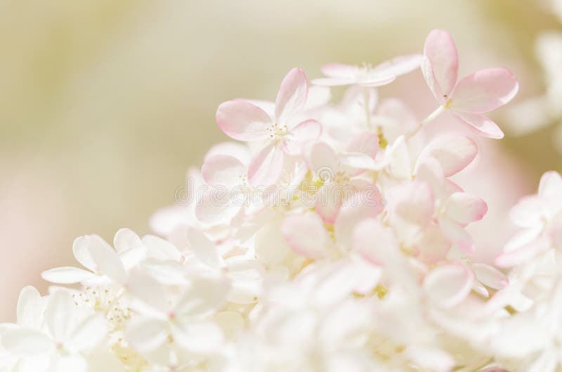 White Hydrangea in Wisconsin Stock Photo - Image of hydrangea ...