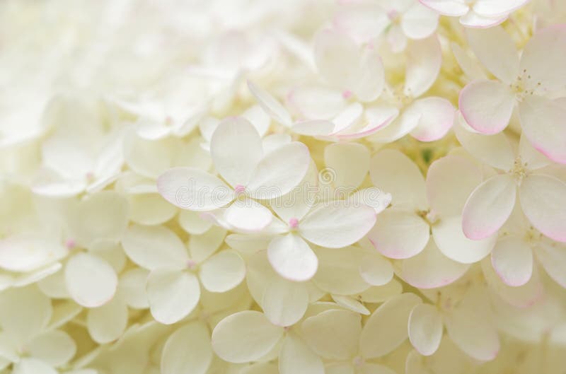White Hydrangea in Wisconsin Stock Photo - Image of hydrangea ...