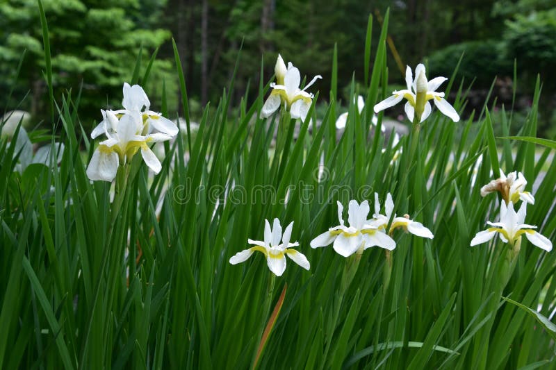Blooming White Iris Flowering in a Bulb Garden Stock Photo - Image of ...