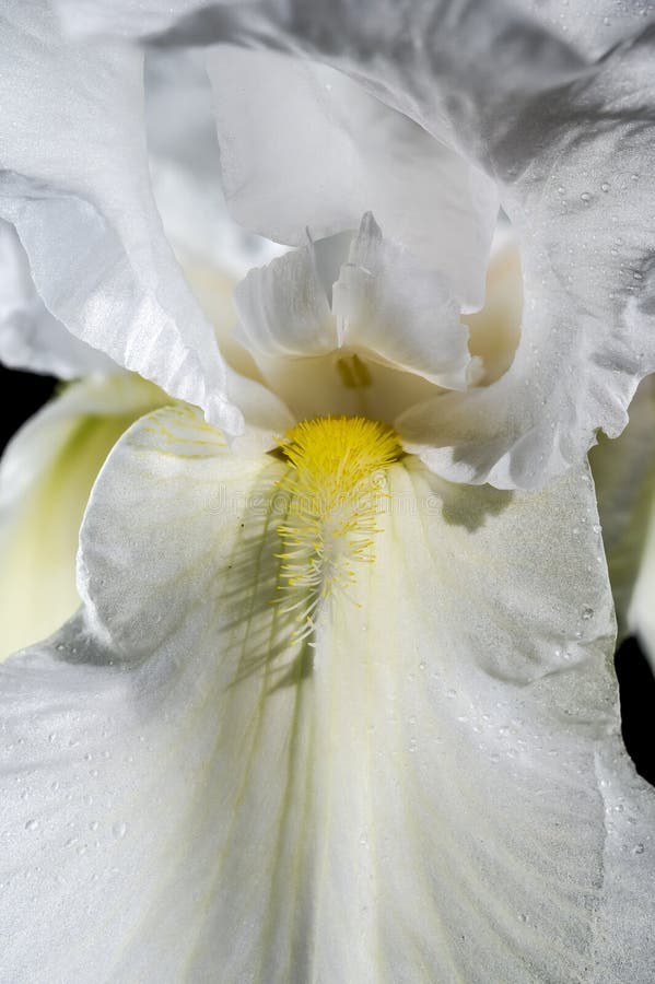 Blooming White Iris Immortality on a Black Background Stock Image ...