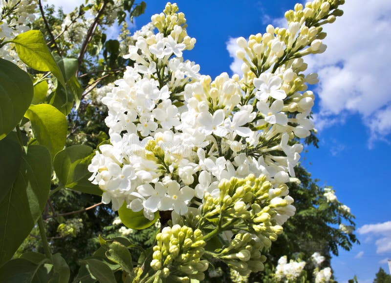Blooming white lilacs stock photo. Image of fresh, celebration - 93575482