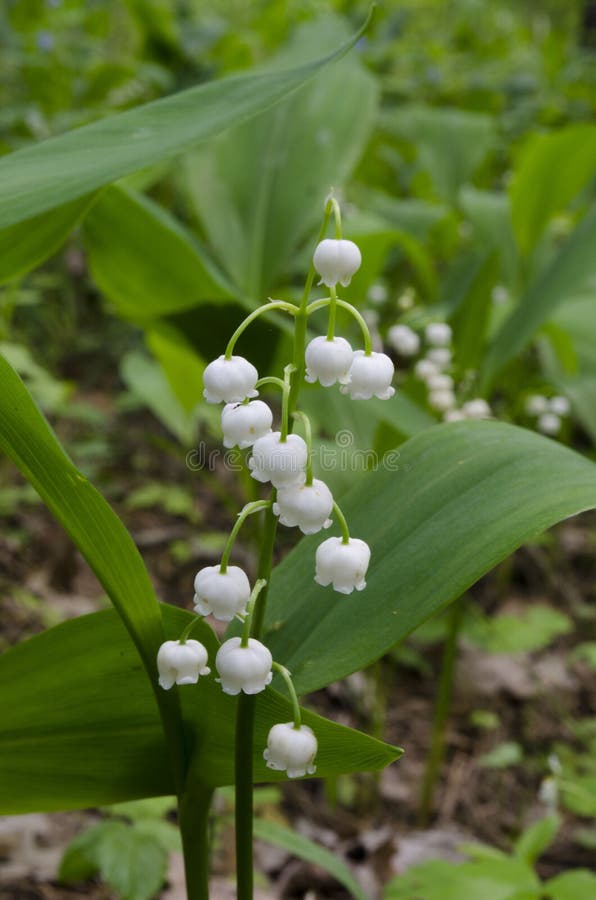 Blooming of the White Lily-of-the Valley in the Spring Forest Stock ...