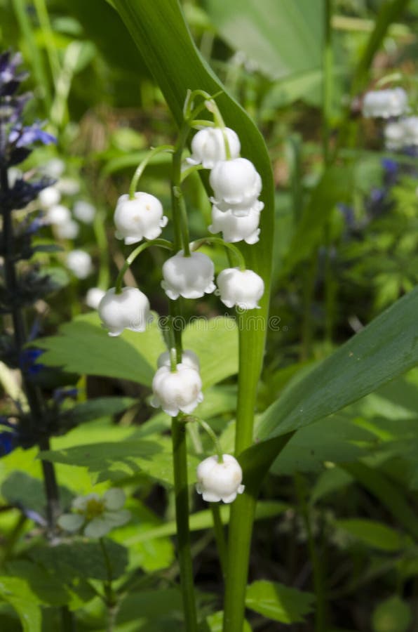 Blooming of the White Lily-of-the Valley in the Spring Forest Stock ...