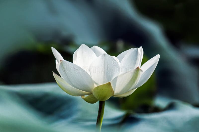White Lotus with Green Leaves Stock Image - Image of beautiful ...