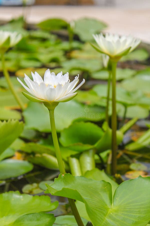 Blooming white lotus stock image. Image of temple, garden - 79797461