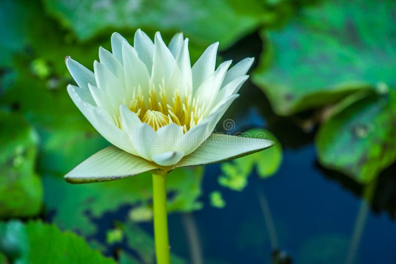 Blooming White Lotus in Swamp Stock Image - Image of beautiful, flowers ...