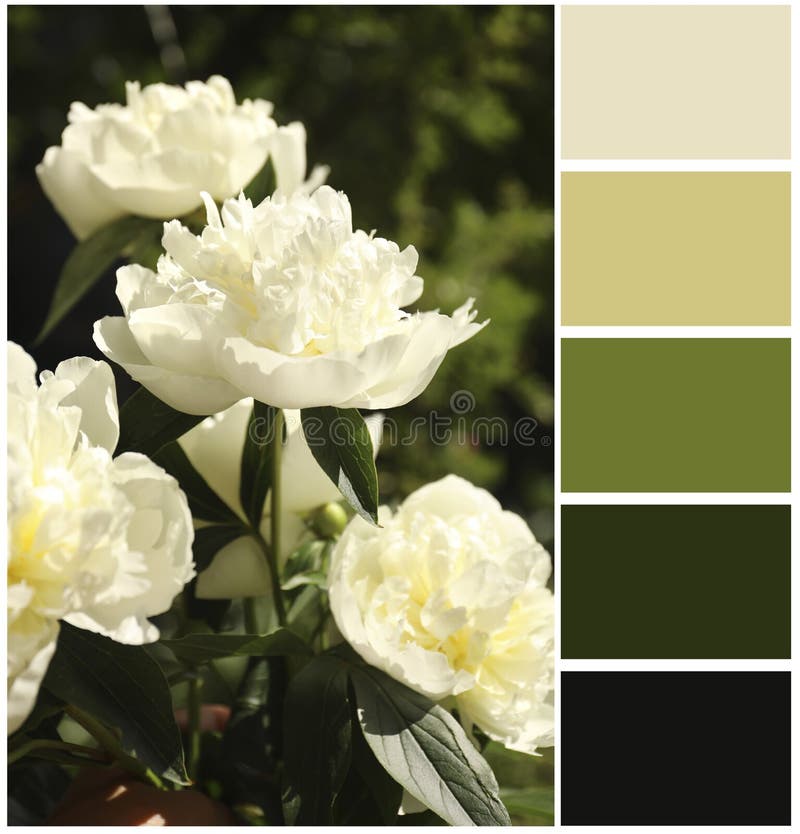 Blooming White Peony Flowers and Color Palette. Collage Stock Image ...