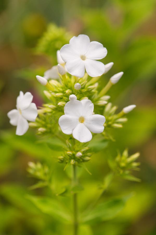 White phlox stock photo. Image of ground, density, japan - 92007914
