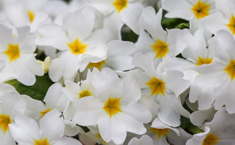 Blooming White Primrose in the Spring Garden Stock Photo - Image of ...