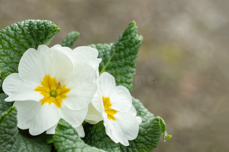 Blooming White Primrose with Yellow Center. Stock Image - Image of ...
