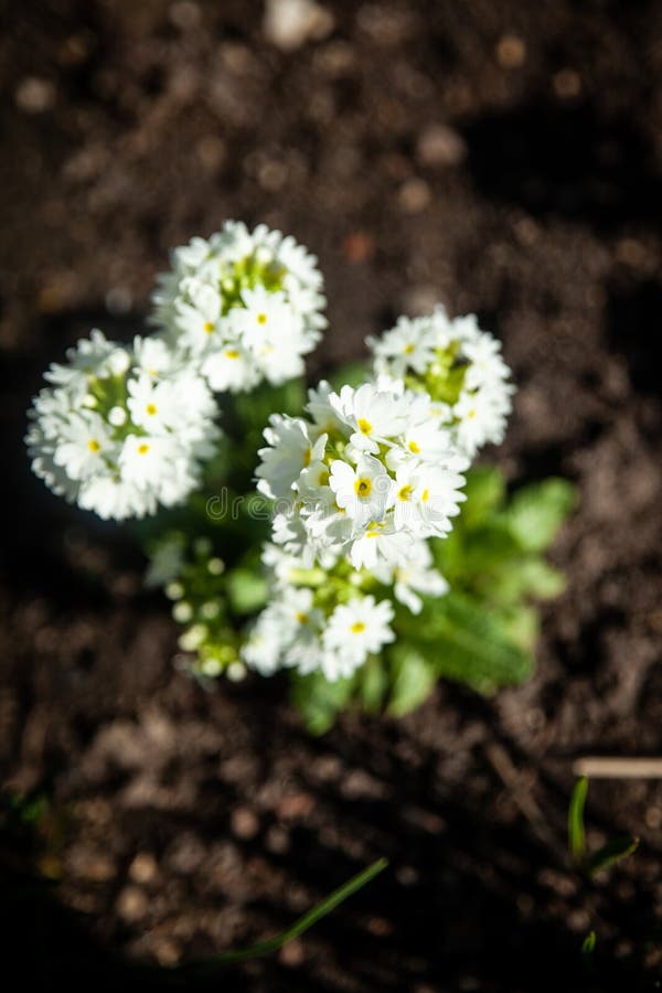 Blooming White Primula Denticulata in the Spring Garden Stock Photo ...