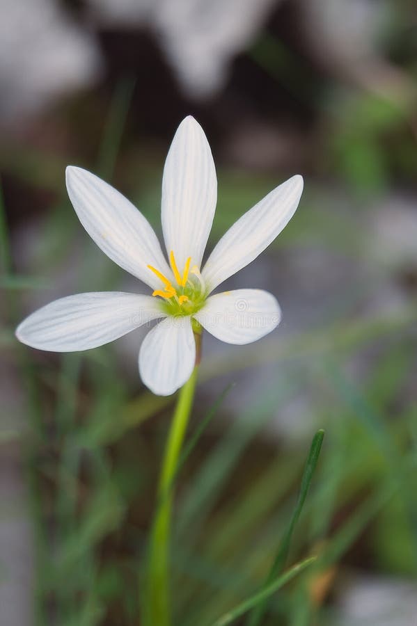 Blooming white rain lily stock photo. Image of rain - 207070984