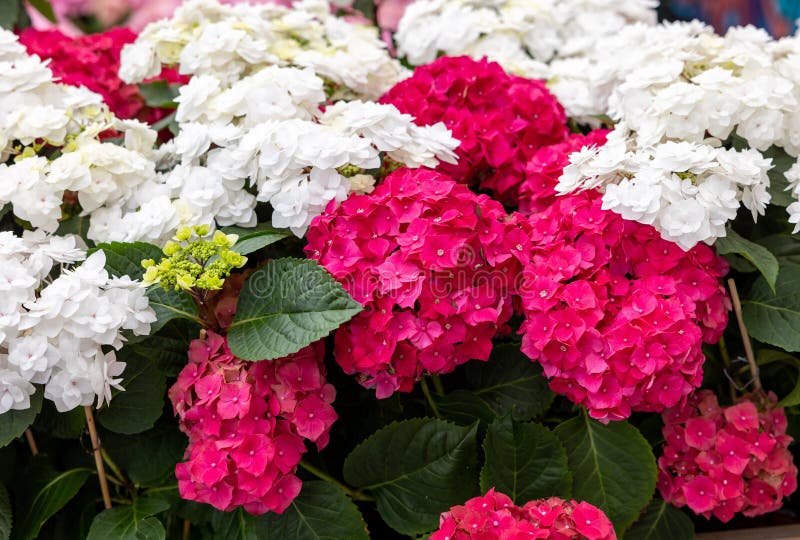 Blooming White and Red Garden Hydrangeas. Stock Photo - Image of green ...