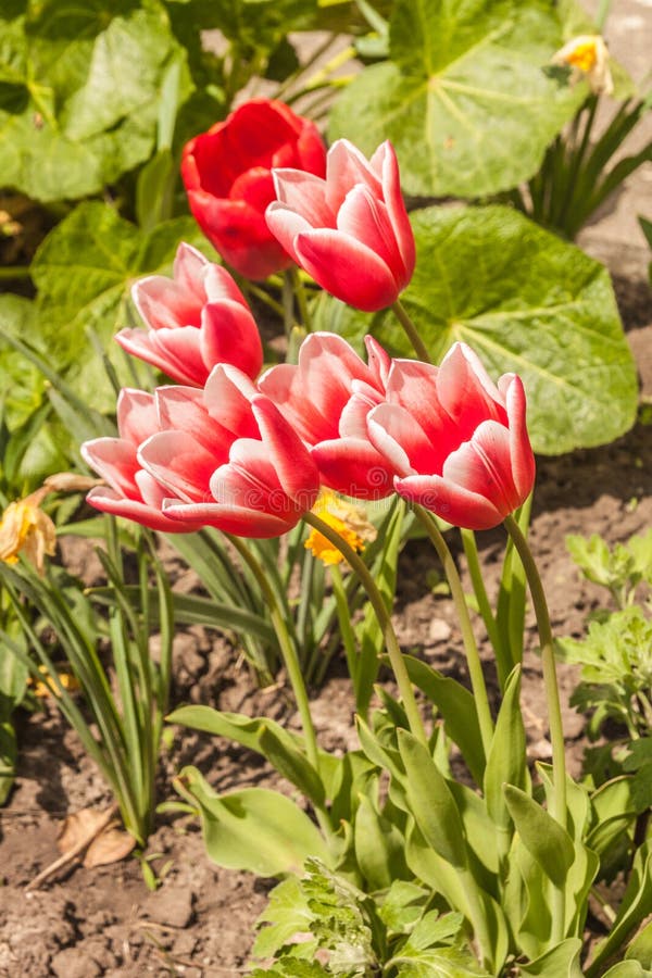 Blooming White and Red Tulips on a Sunny Day Stock Photo - Image of ...