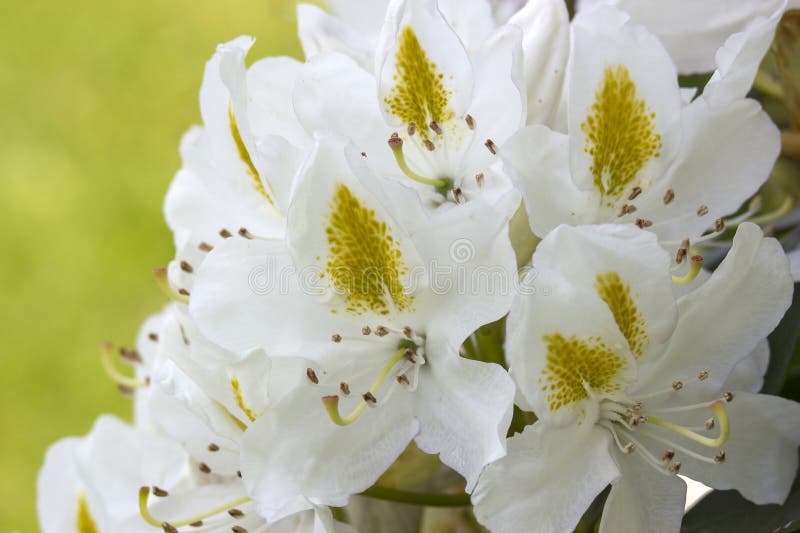 White Rhododendron Azalea Flowers on Bush with Evergreen Leaves. White ...