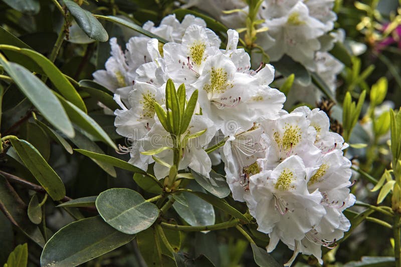 White rhododendron stock image. Image of blossoms, flower - 183757975