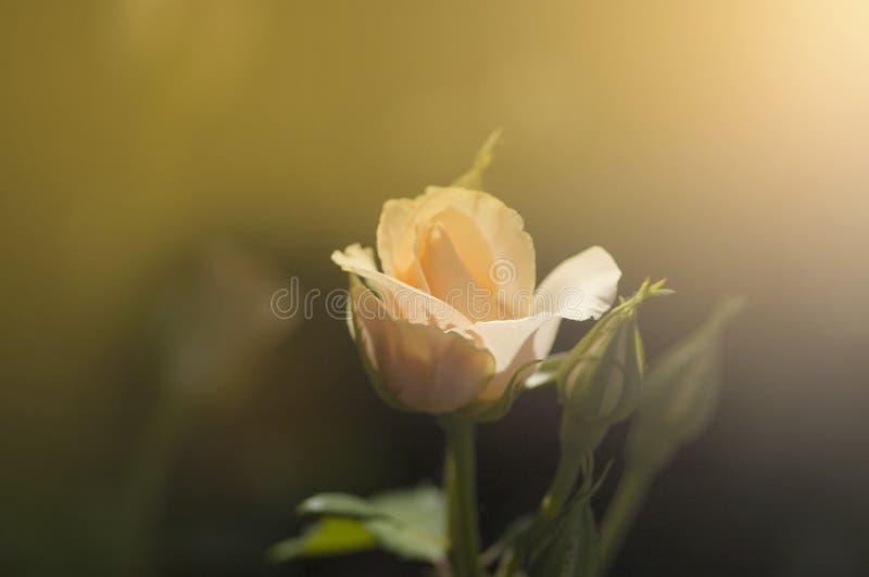 Blooming white rose stock photo. Image of petal, stalk - 93015332