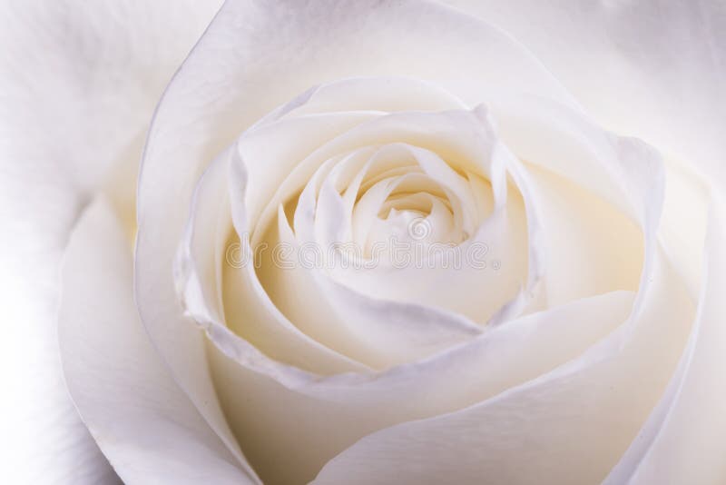 Blooming White Rose Close Up. Stock Photo - Image of colorless, floral ...