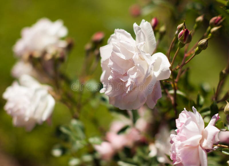 Blooming White Rose Flower Buds in the Garden Stock Image - Image of ...