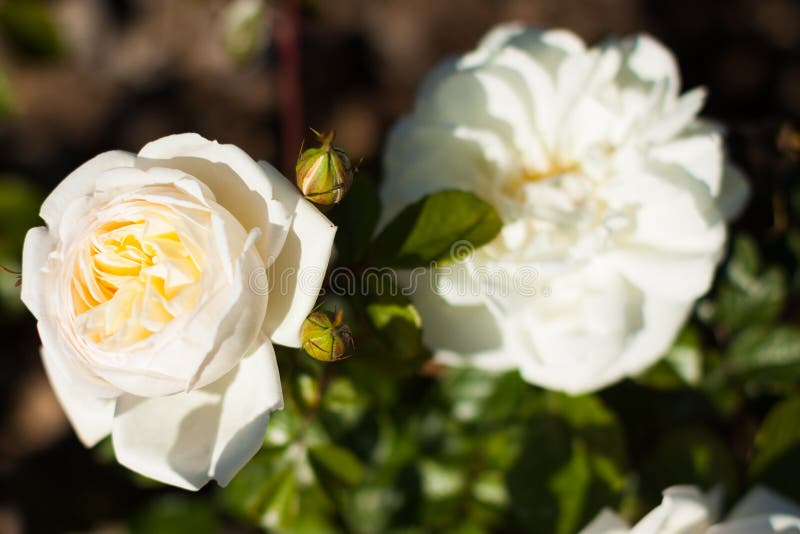 Blooming White Rose Flower Buds in the Garden Stock Photo - Image of ...
