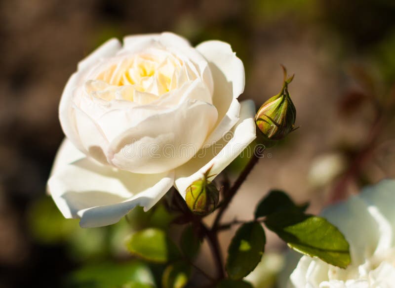 Blooming White Rose Flower Buds in the Garden Stock Image - Image of ...