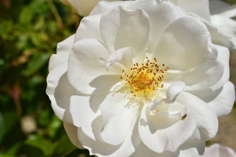 Blooming White Rose Growing in the Garden Stock Photo - Image of ...