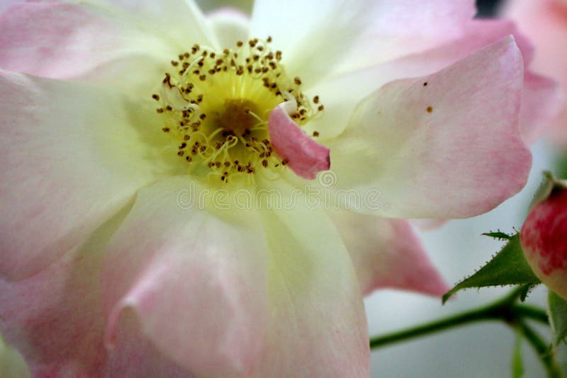 Blooming White Rose with Pink-tinged Petals Stock Image - Image of ...