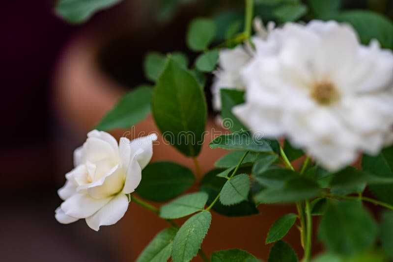 Blooming white rose plant stock photo. Image of rose - 191600366