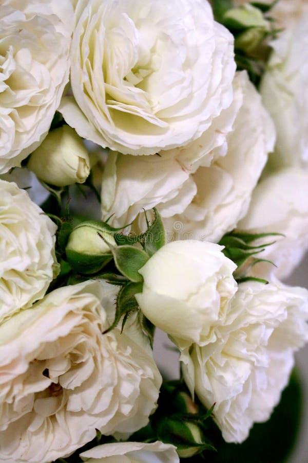 Blooming white roses stock photo. Image of rose, blossom - 94831926