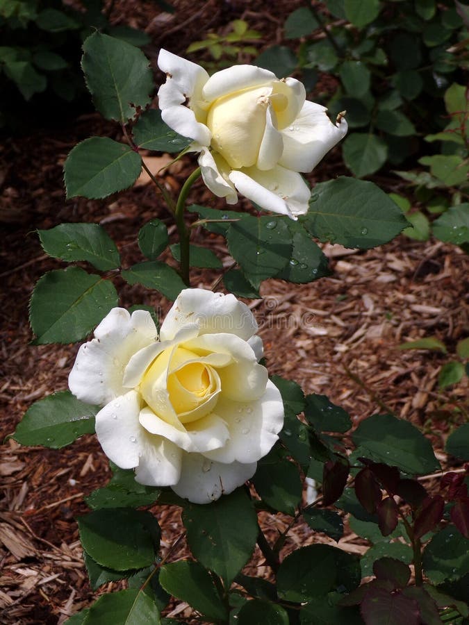 White Roses stock photo. Image of bush, leaf, background - 252849414