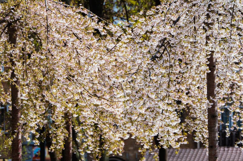 Blooming White Sakura Trees in Spring Stock Photo - Image of tranquil ...