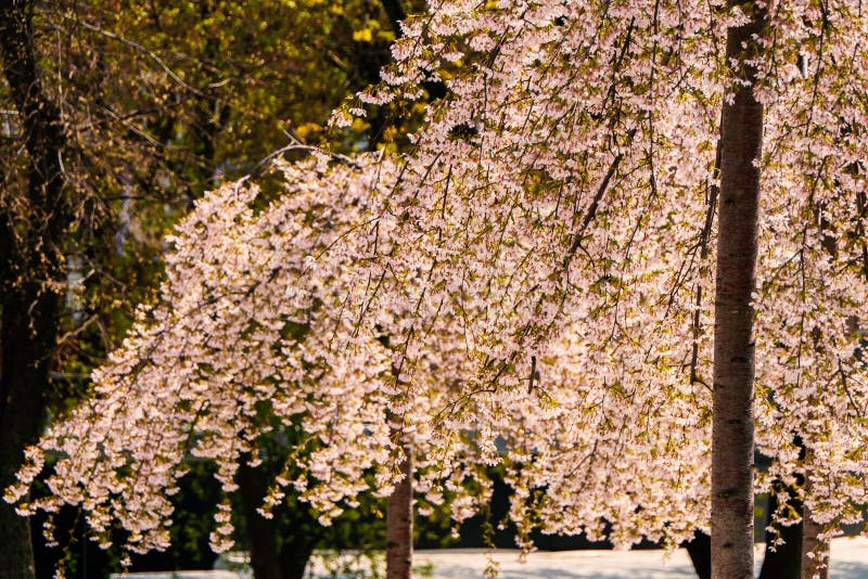 Blooming White Sakura Trees in Spring Stock Image - Image of tree ...