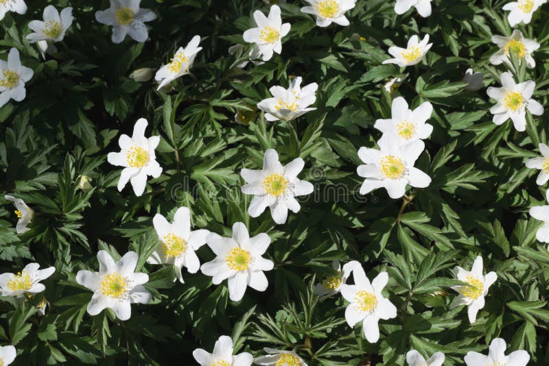 Spring Anemones in Little Vase Stock Photo - Image of white, bouquet ...