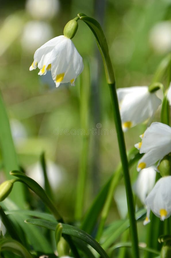 Blooming of White Spring Flowers Stock Image - Image of snowbell, lily ...