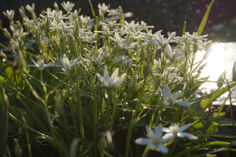 A Blooming White Star-of-Bethlehem in the Garden. Sunset Sun Stock ...