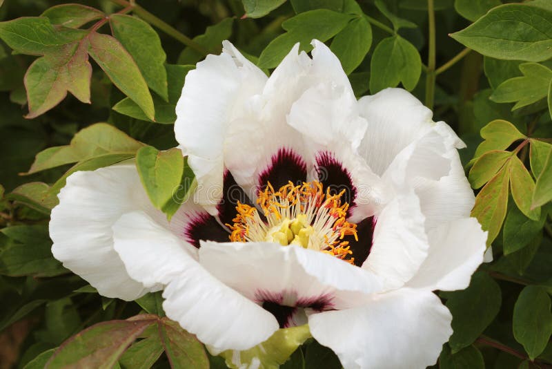 Blooming White Tree Peony. Big White Peony in the Spring Season Stock ...