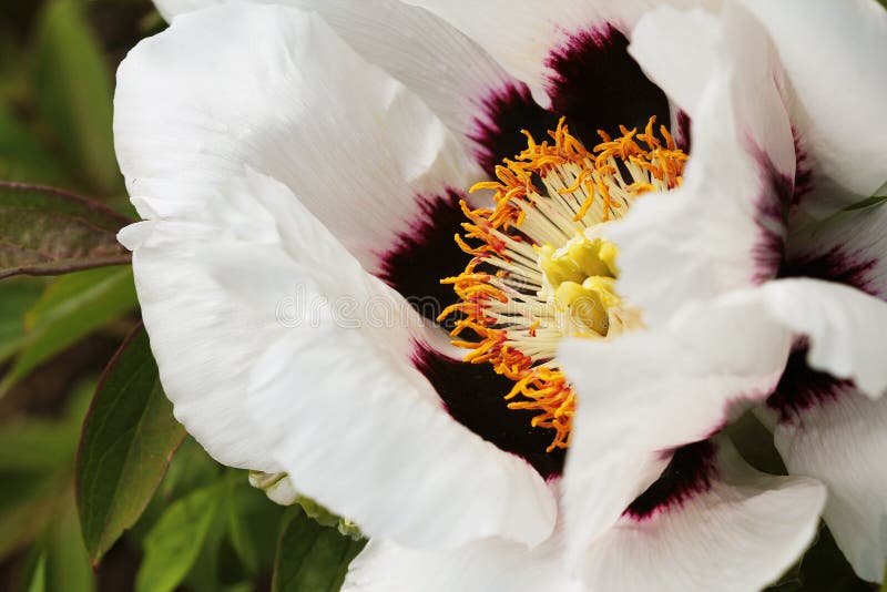 Blooming White Tree Peony. Big White Peony in the Spring Season Stock ...