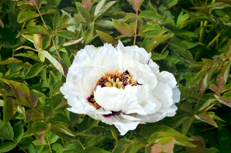 Blooming White Tree Peony Flower with Dark Cente Stock Image - Image of ...