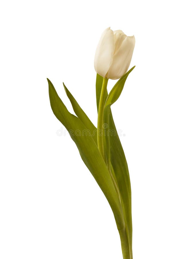 Blooming white tulip stock image. Image of isolated - 274839843
