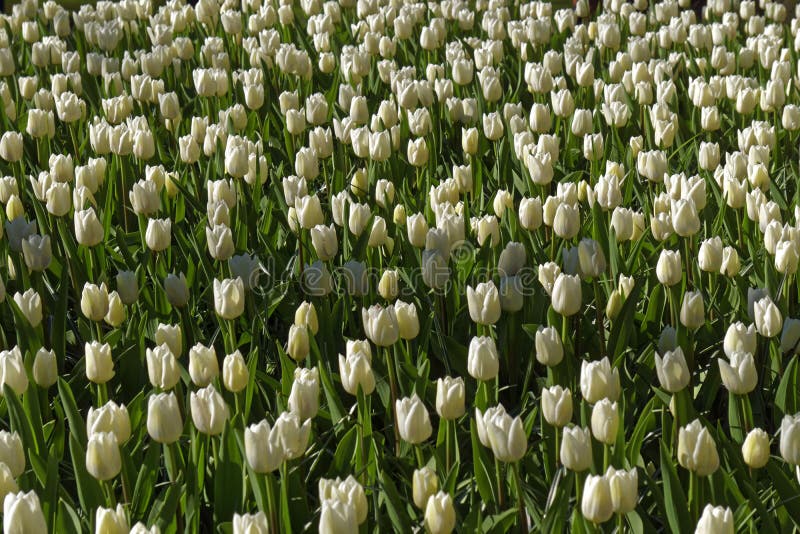 Blooming white tulip field stock photo. Image of flowers - 91409238