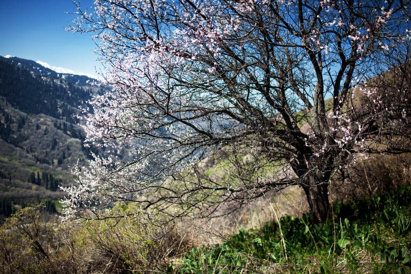 Blooming wild apricot tree stock image. Image of rural - 18294387