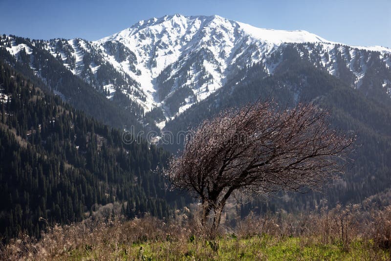 Blooming wild apricot tree stock photo. Image of landscaped - 18294416